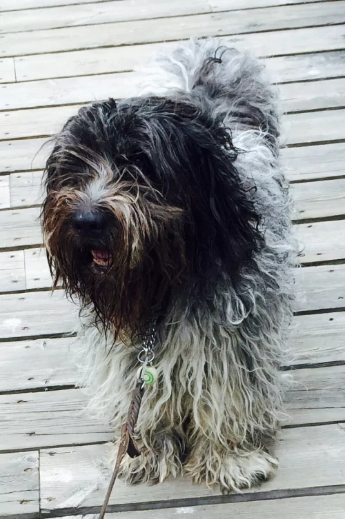 The dog, said to be man’s best friend - DST